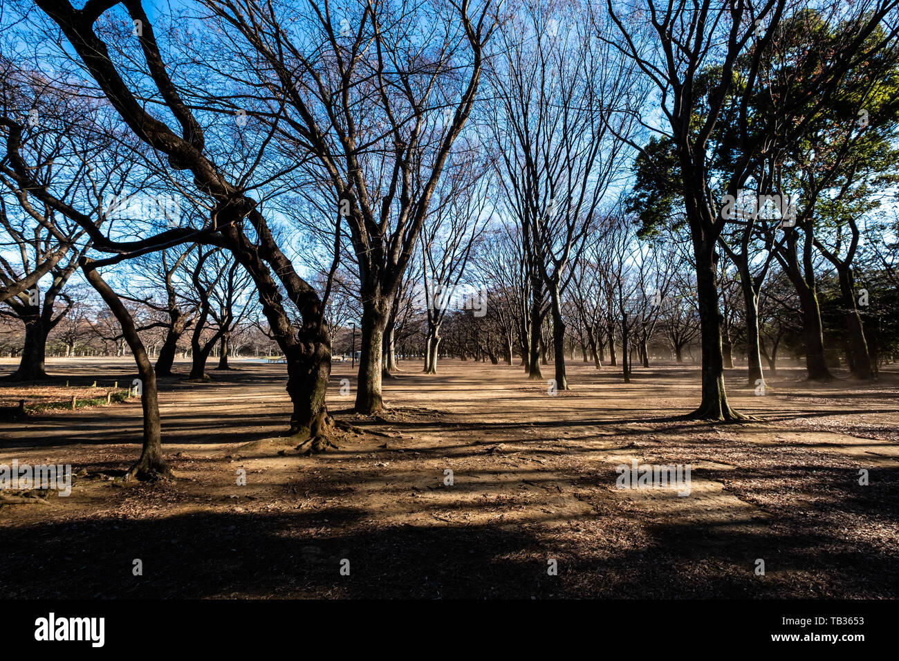 Tokyo parks in winter hi-res stock photography and images - Alamy