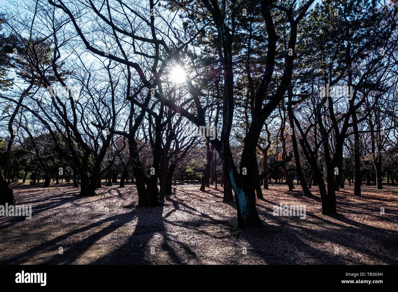 Empty tokyo park hi-res stock photography and images - Alamy