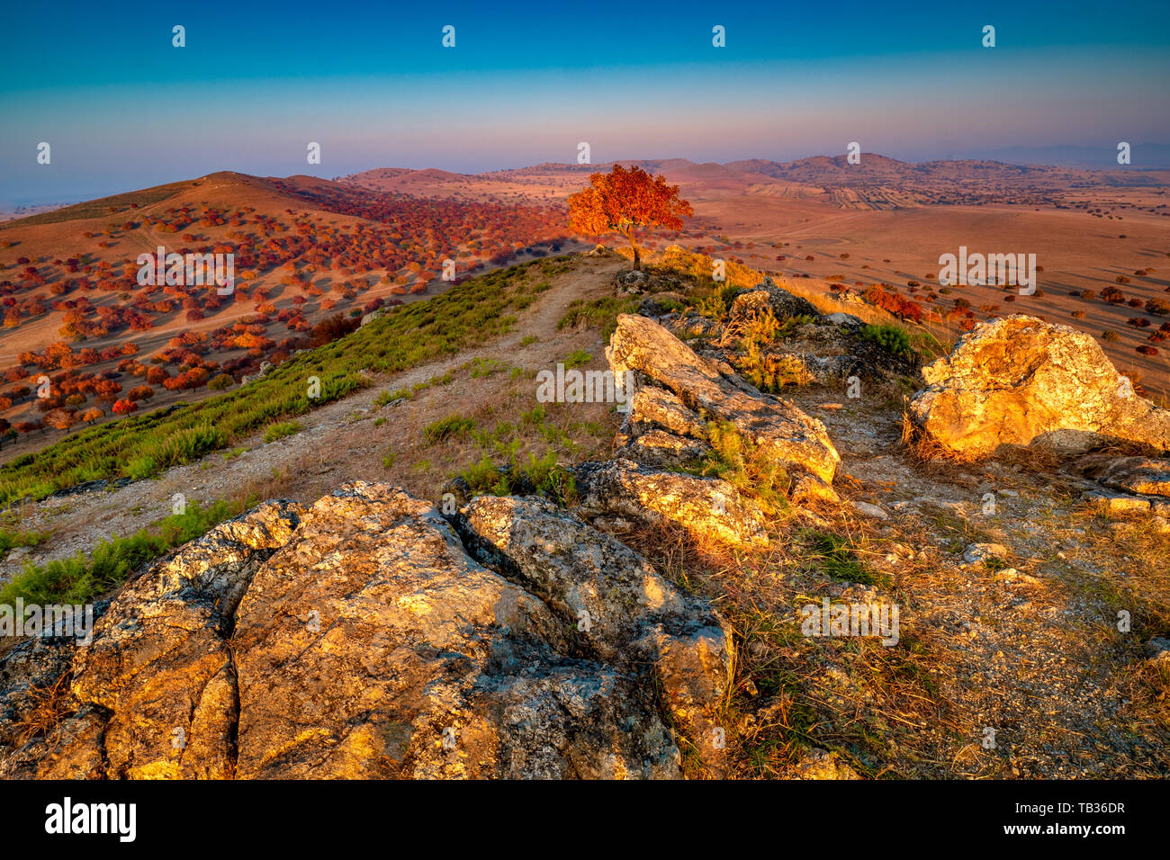 Autumnal maple tree forest Stock Photo - Alamy