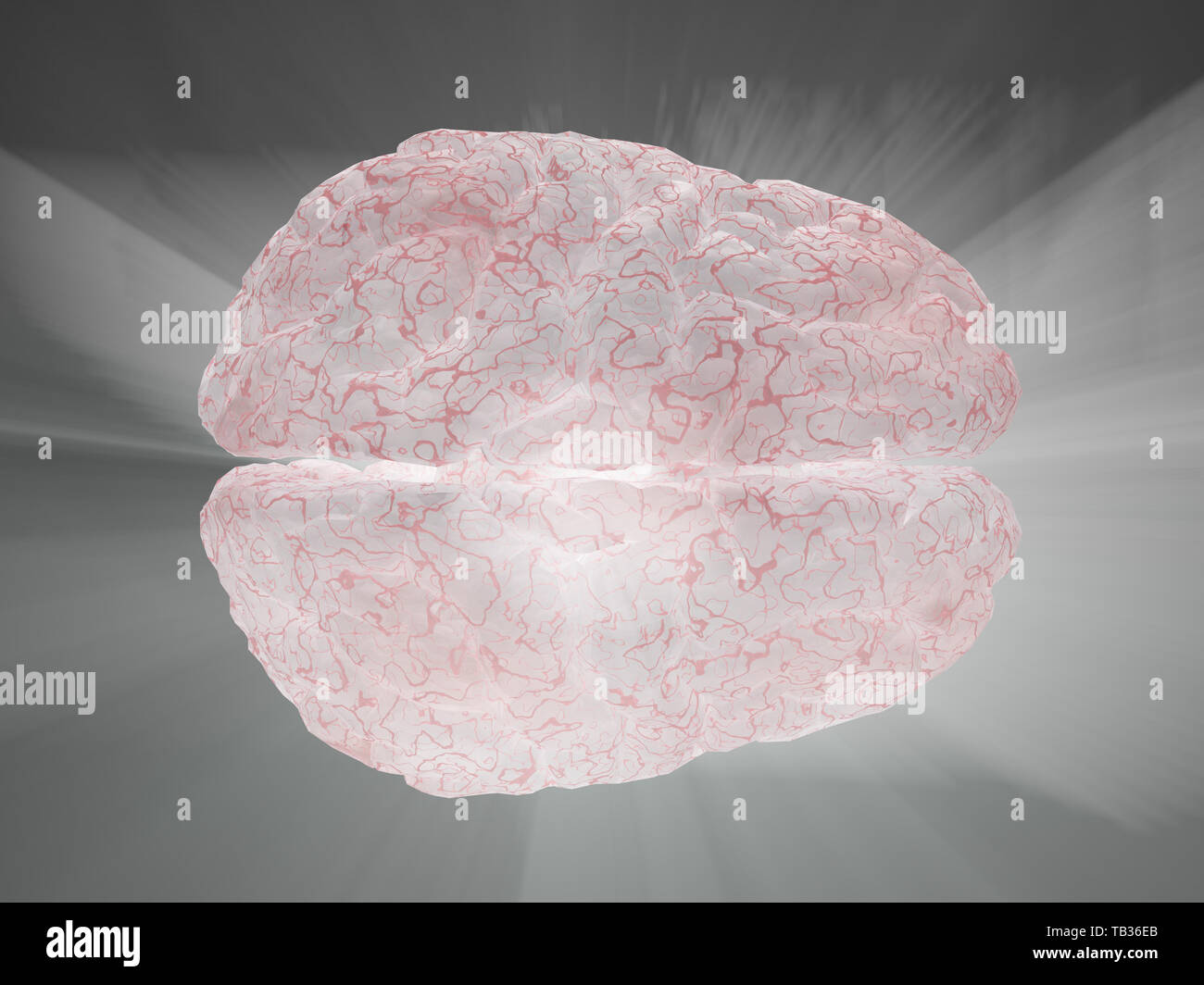 Brain model top view hi-res stock photography and images - Alamy