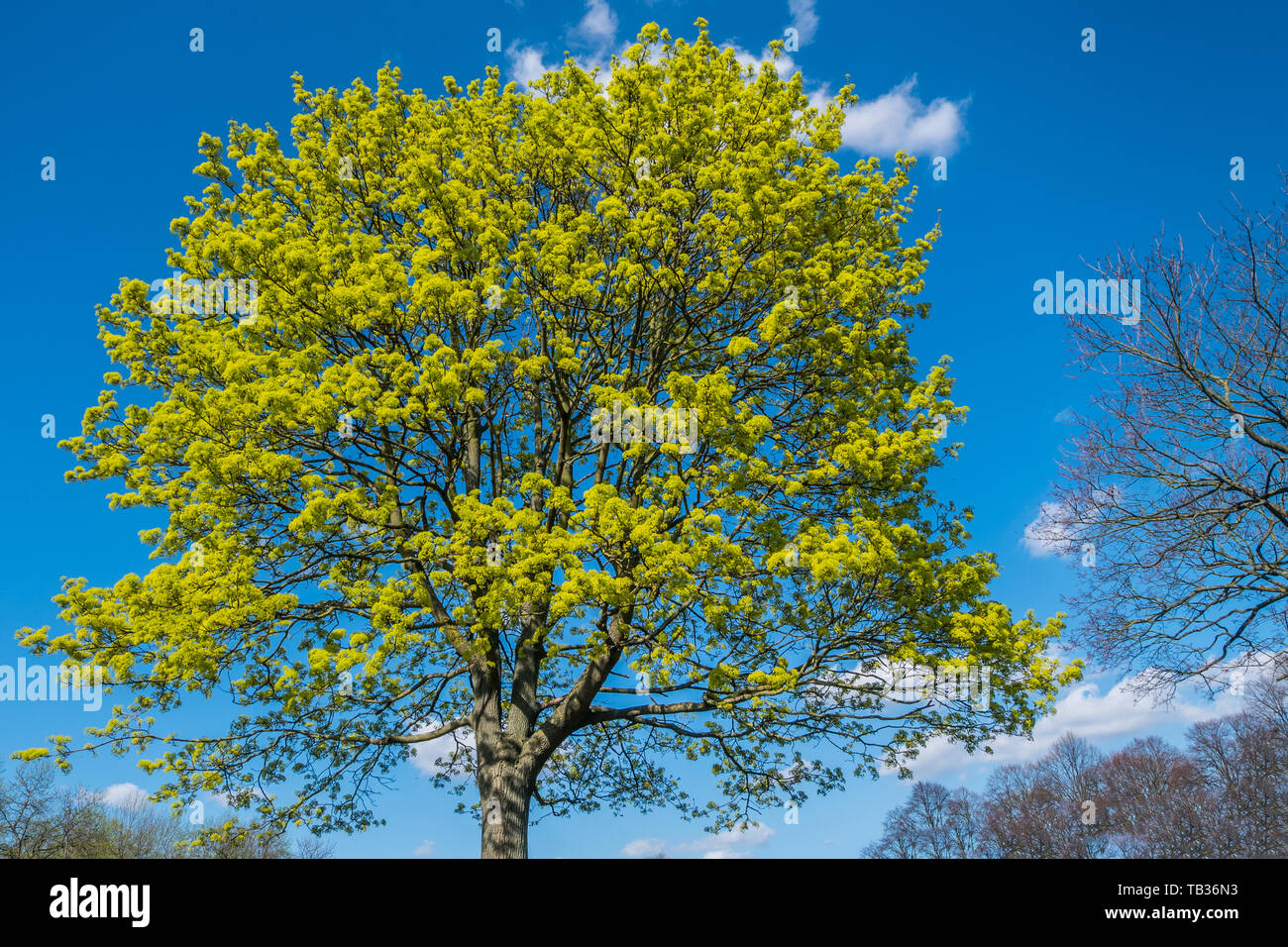 Trees that receive bright sunlight in the spring Suitable for making ...