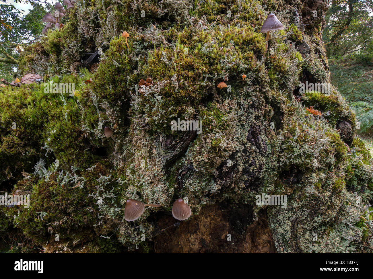 Old oak tree with fungi, Lockwood Oaks, Dumfries and Galloway, S W ...