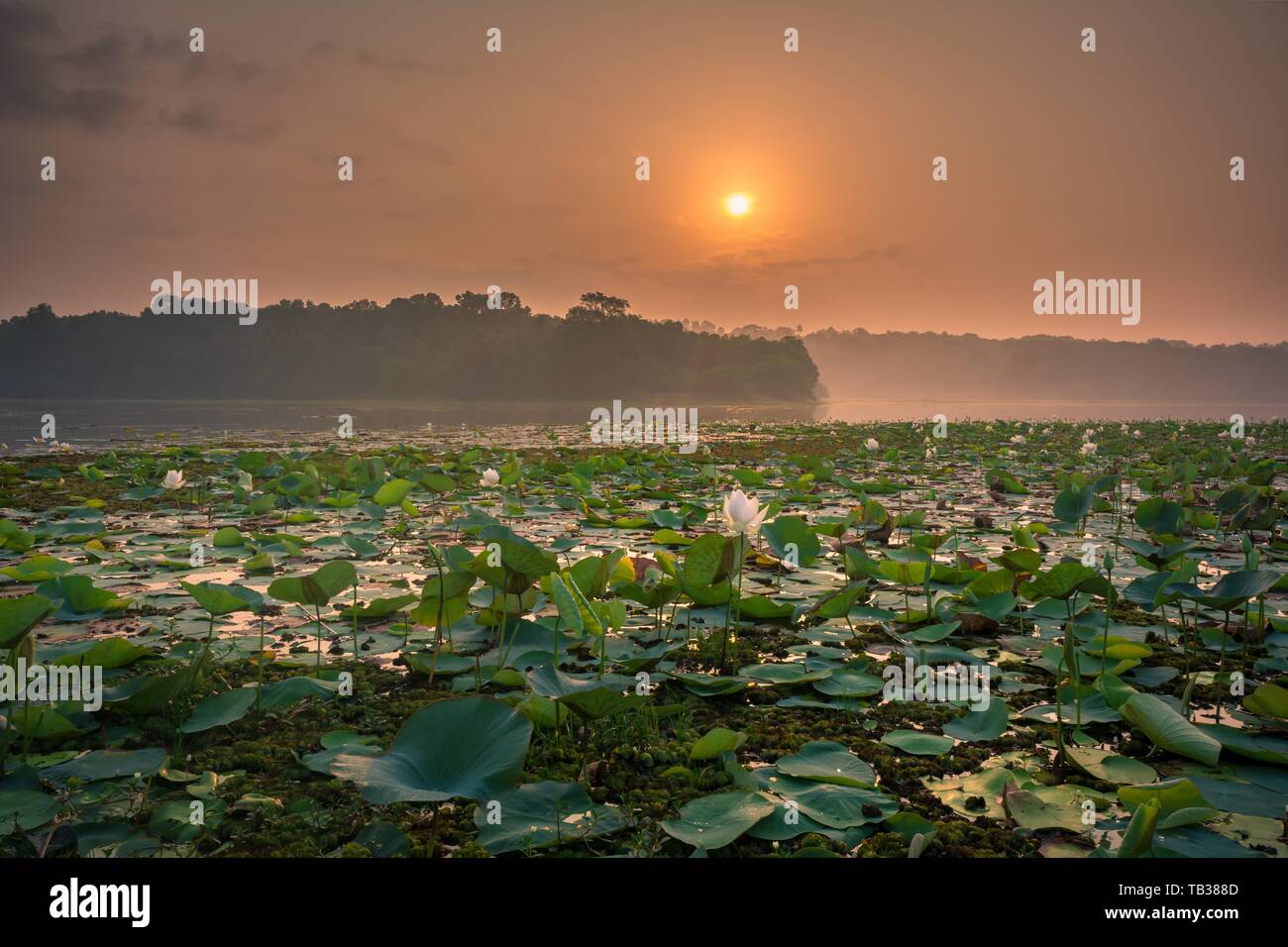 Padapuzha Ithikkunnu, East Kallada, Kollam, Kerala, India - May 17 ...