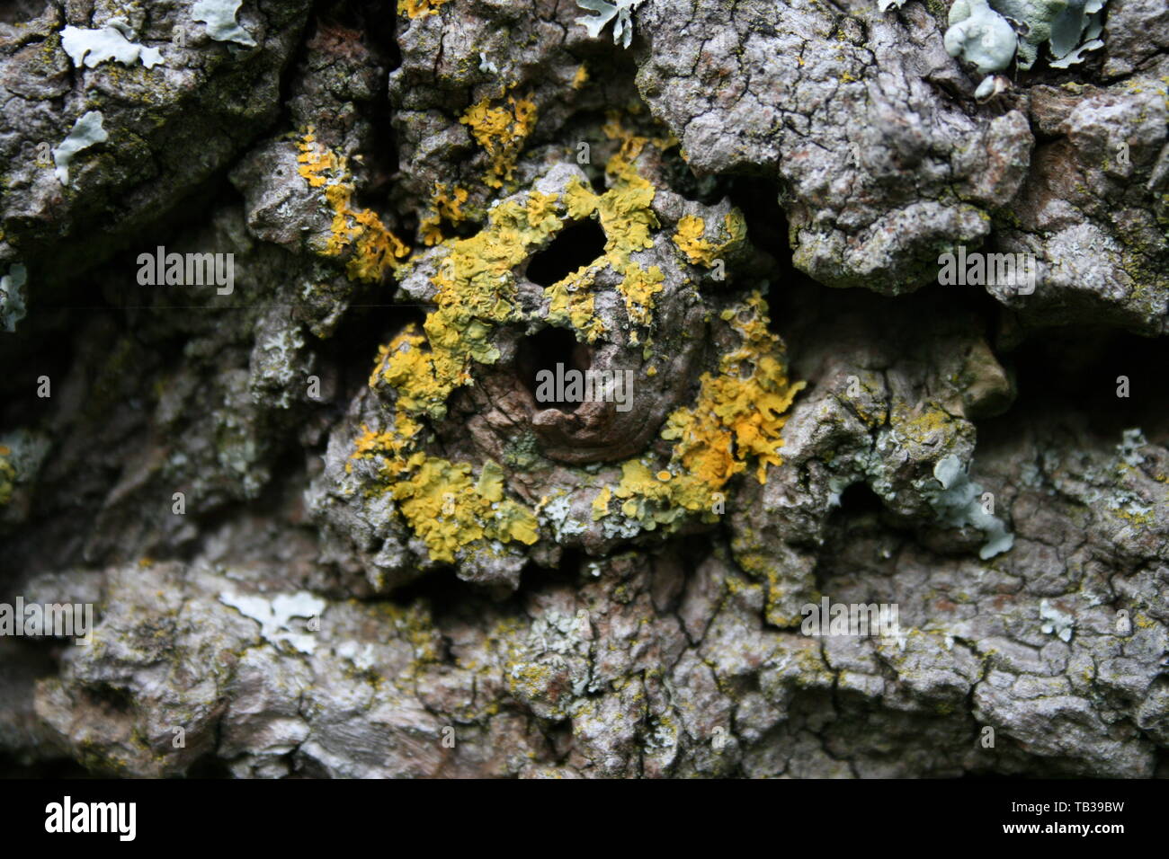 Abstract Tree Bark Stock Photo - Alamy