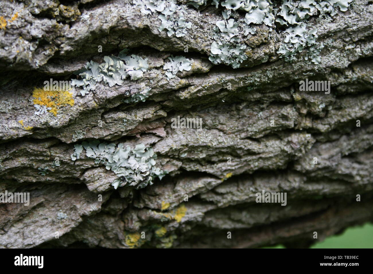 Abstract Tree Bark Stock Photo - Alamy
