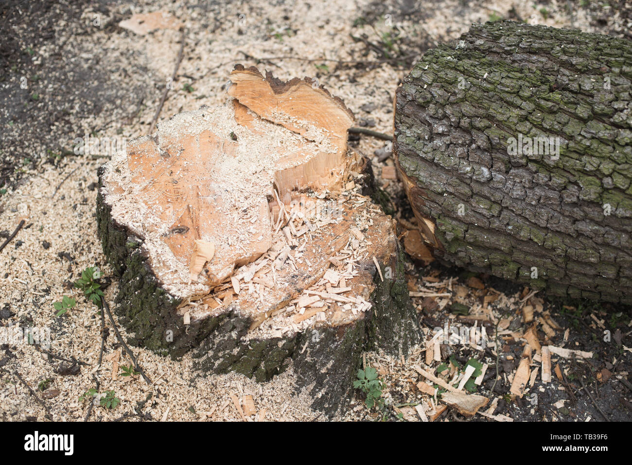 Cut and saw hi-res stock photography and images - Alamy