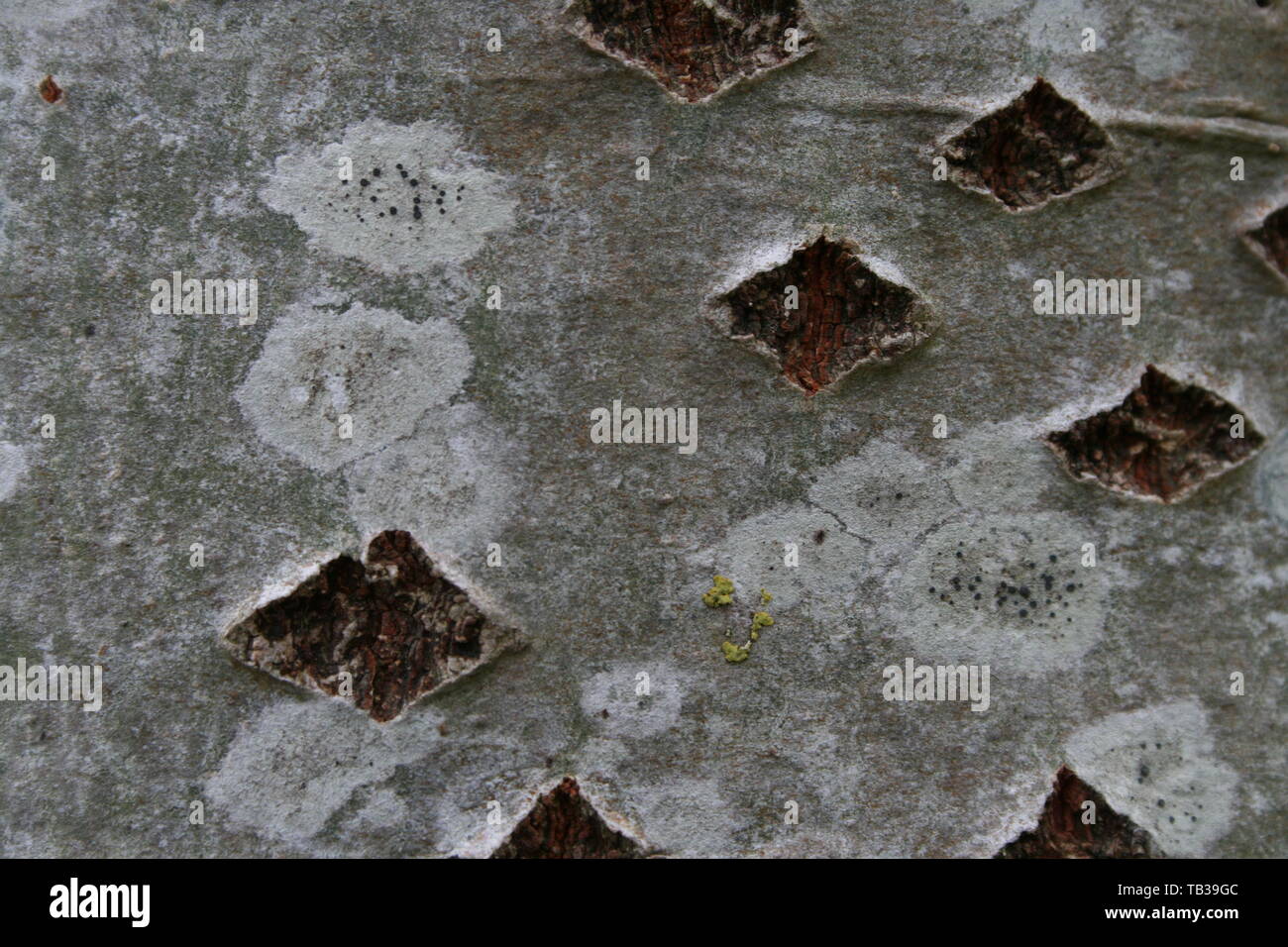 Abstract Tree Bark Stock Photo - Alamy