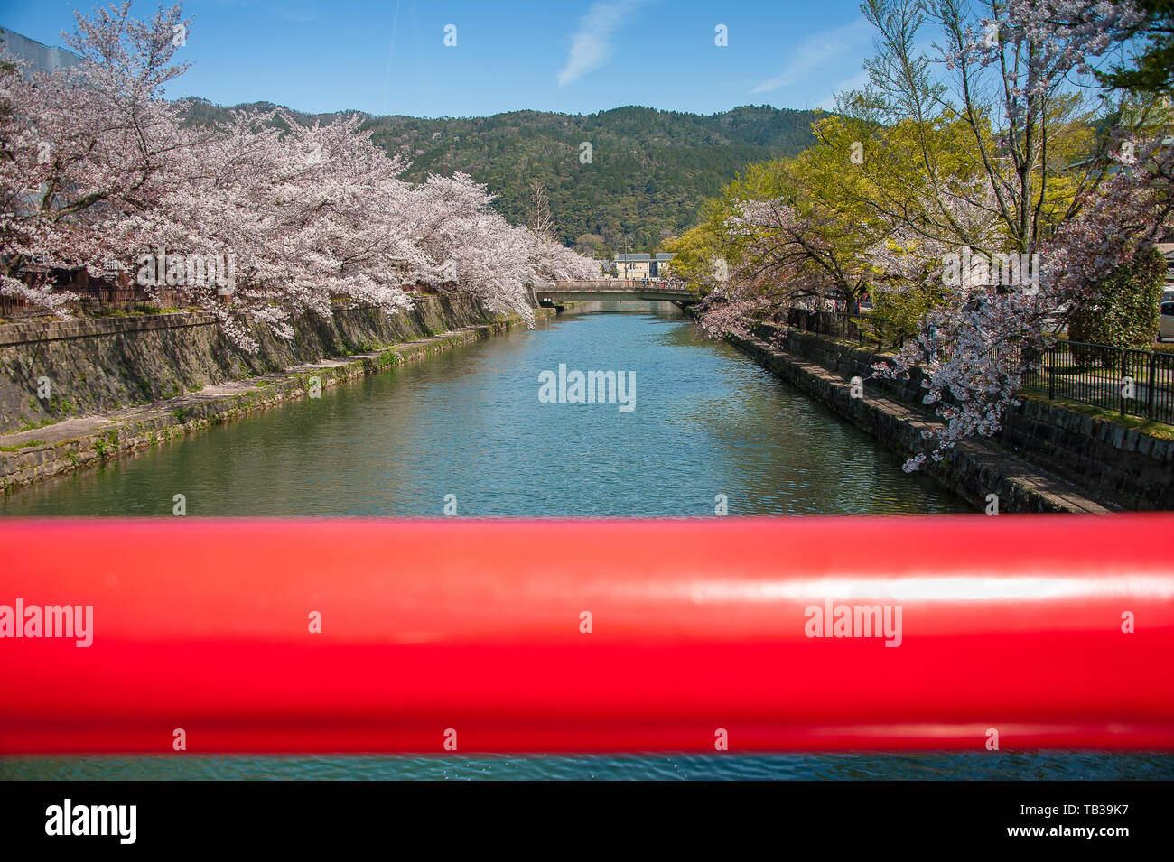 Cherry Blossom, canal and bridge, Kyoto City Stock Photo - Alamy