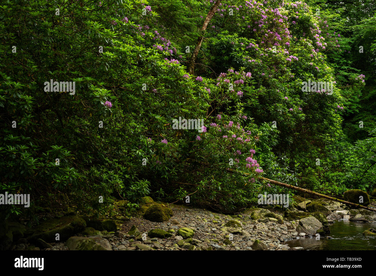 Wild Rhododendron bloom in Killarney National Park, County Kerry ...