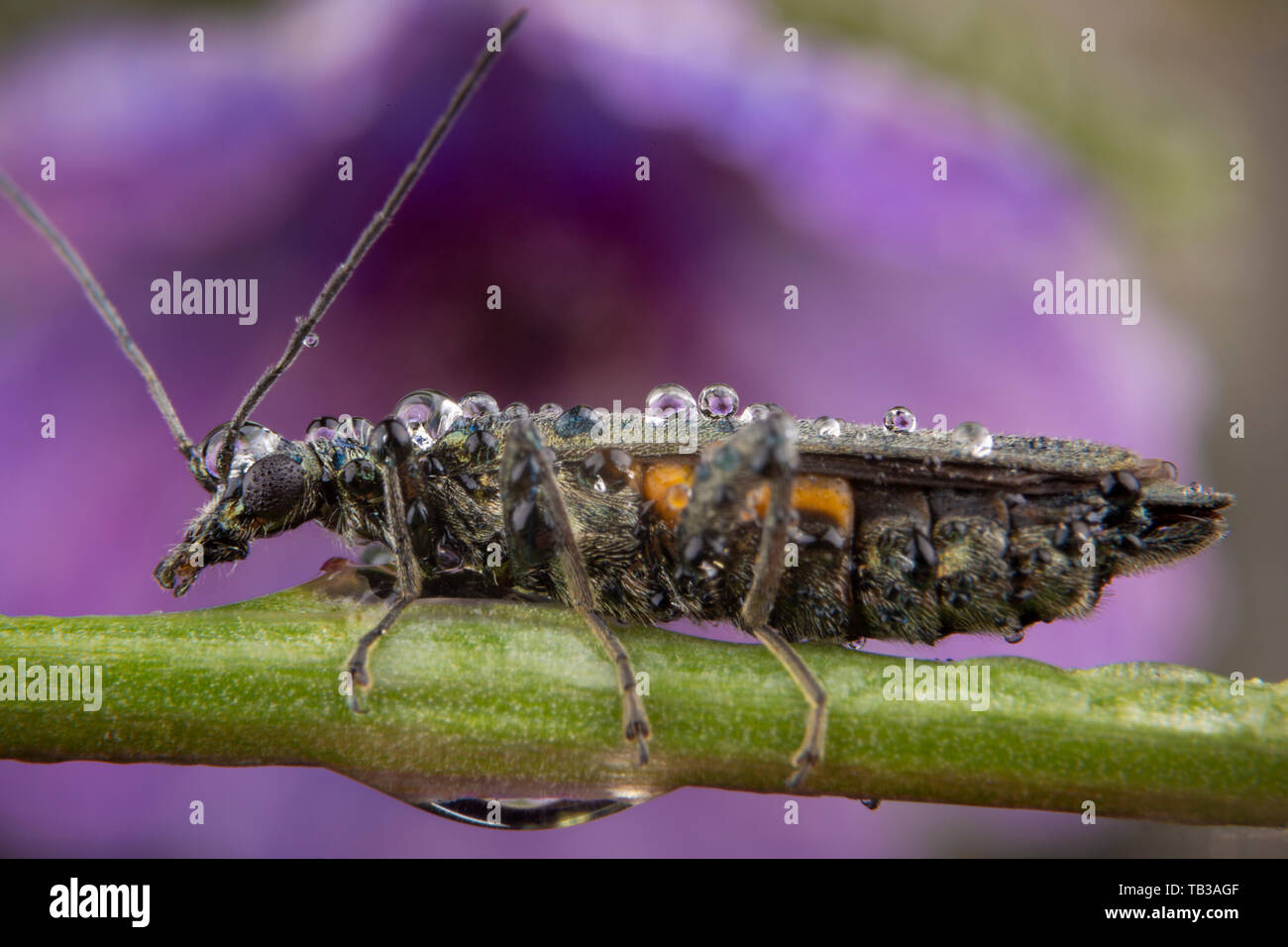 Multi legged insects hi-res stock photography and images - Alamy