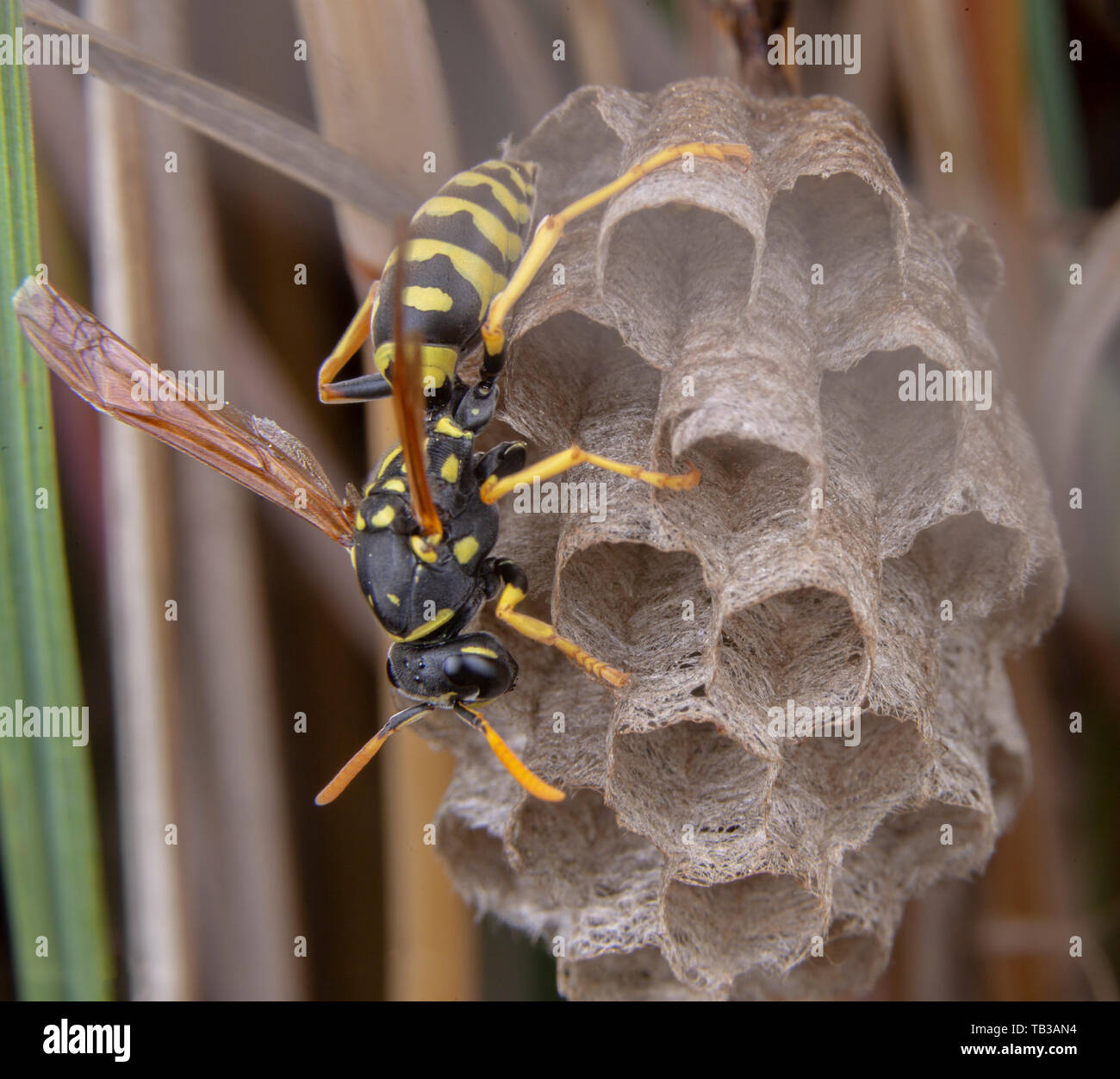 Female wasp nest hi-res stock photography and images - Alamy