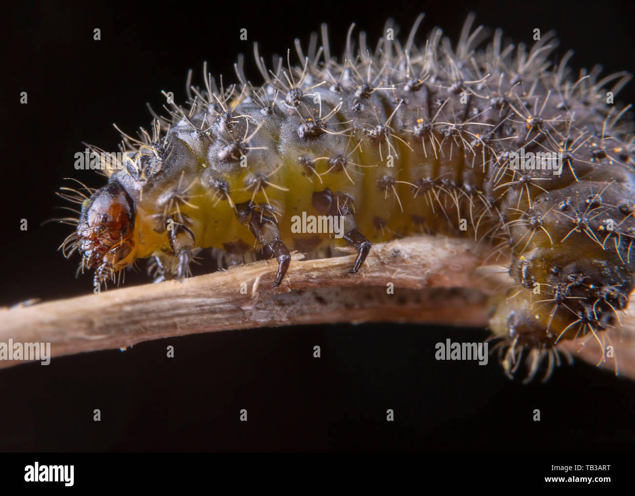 Small hairy caterpillars hi-res stock photography and images - Alamy