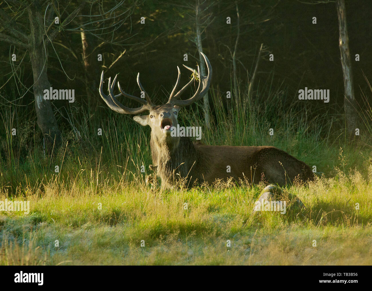 Roaring red stag scotland hi-res stock photography and images - Alamy