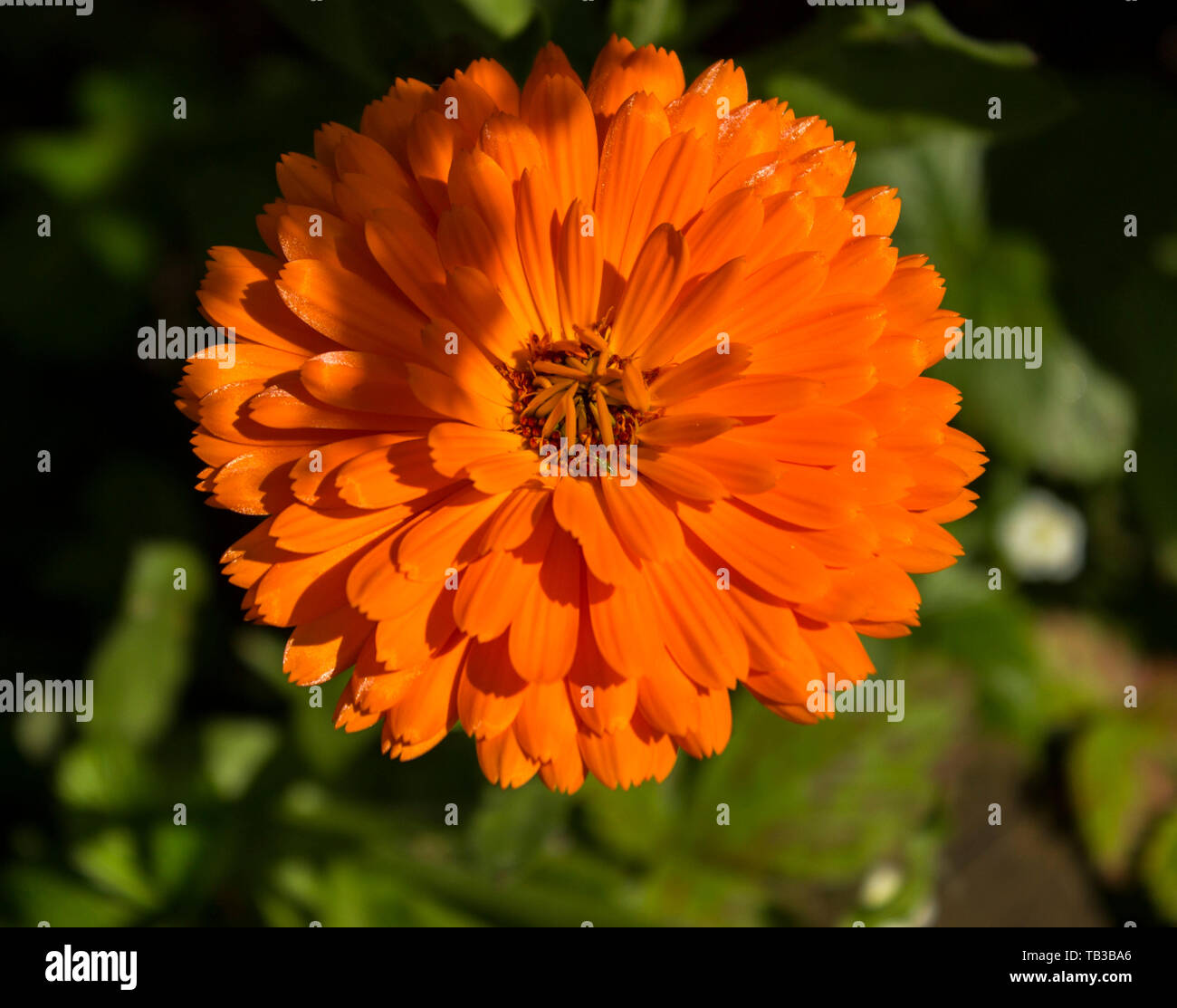 Orangeflower hi-res stock photography and images - Alamy