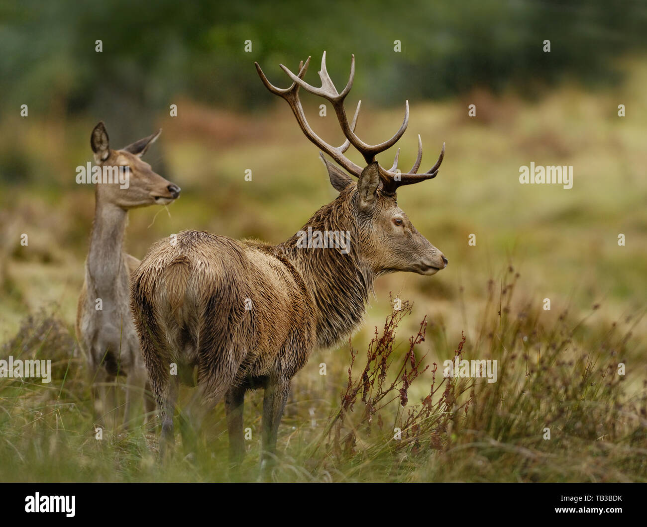 Red Deer Stag and hind, Dumfries, Scotland Stock Photo - Alamy