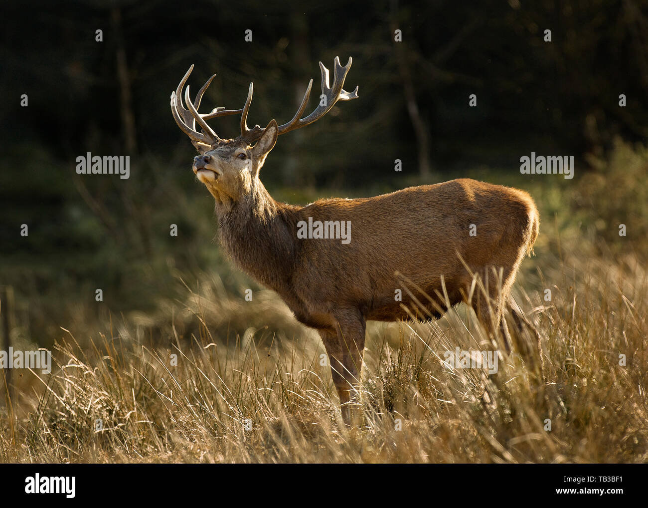 Red stag roaring scotland hi-res stock photography and images - Alamy