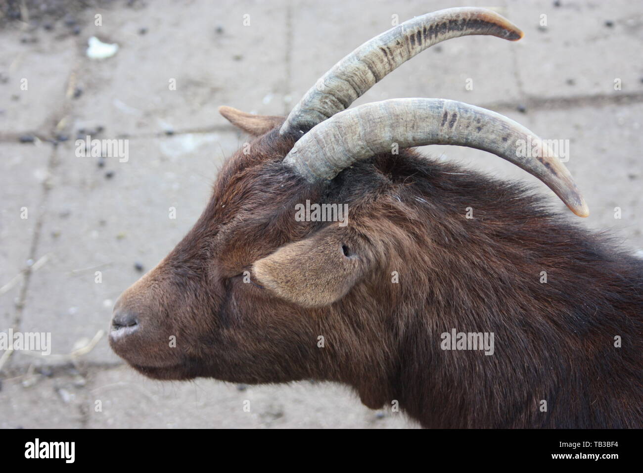 Goat Ram Horns High Resolution Stock Photography and Images - Alamy