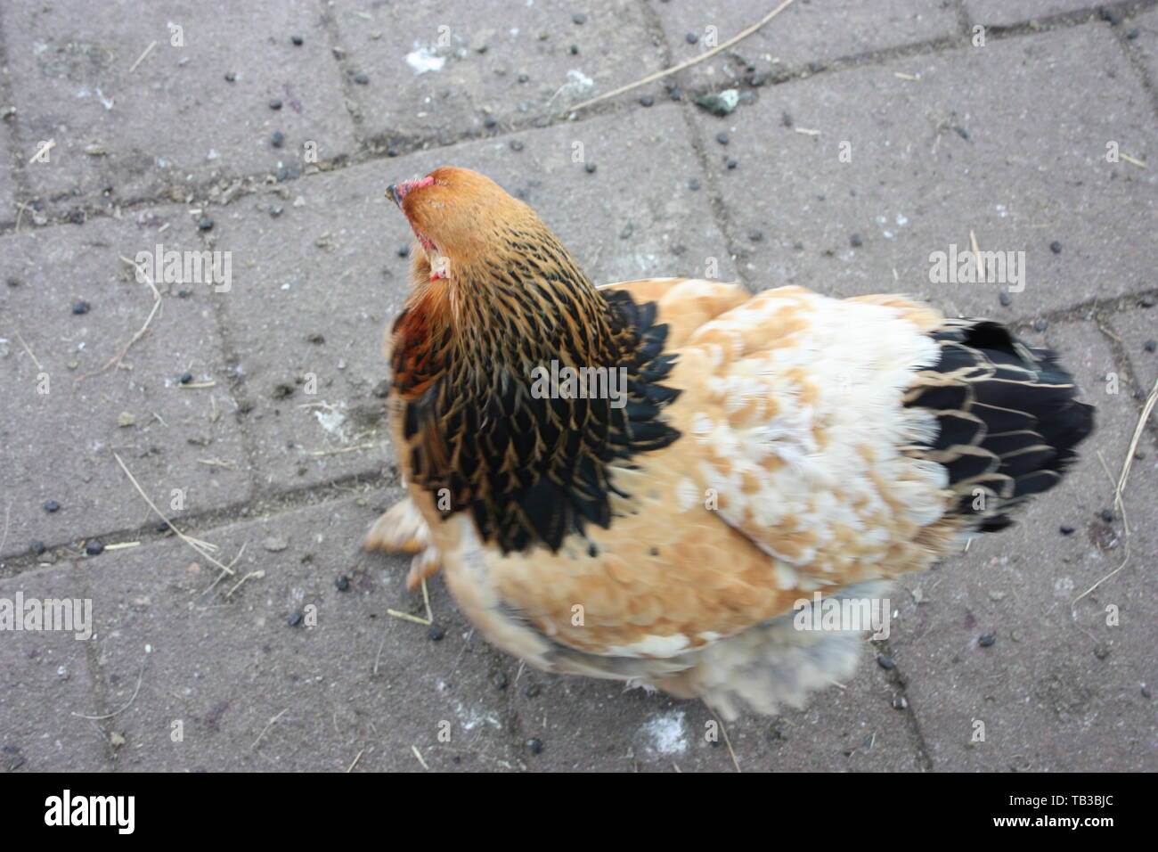 hen or rooster. farm animal seen from behind and from above. animal ...
