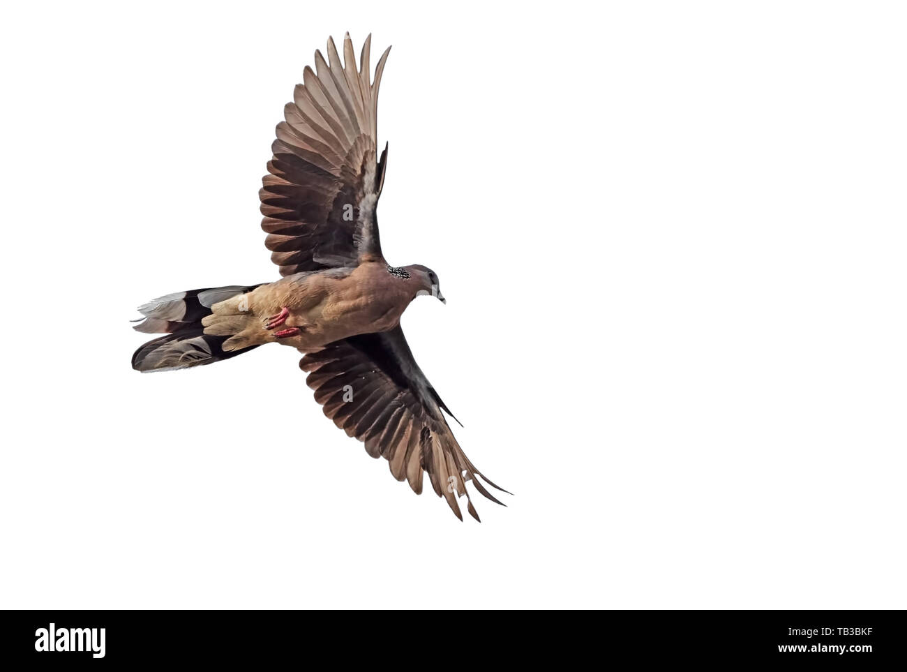 Closeup Spotted Dove Flying in The Air Isolated on White Background ...