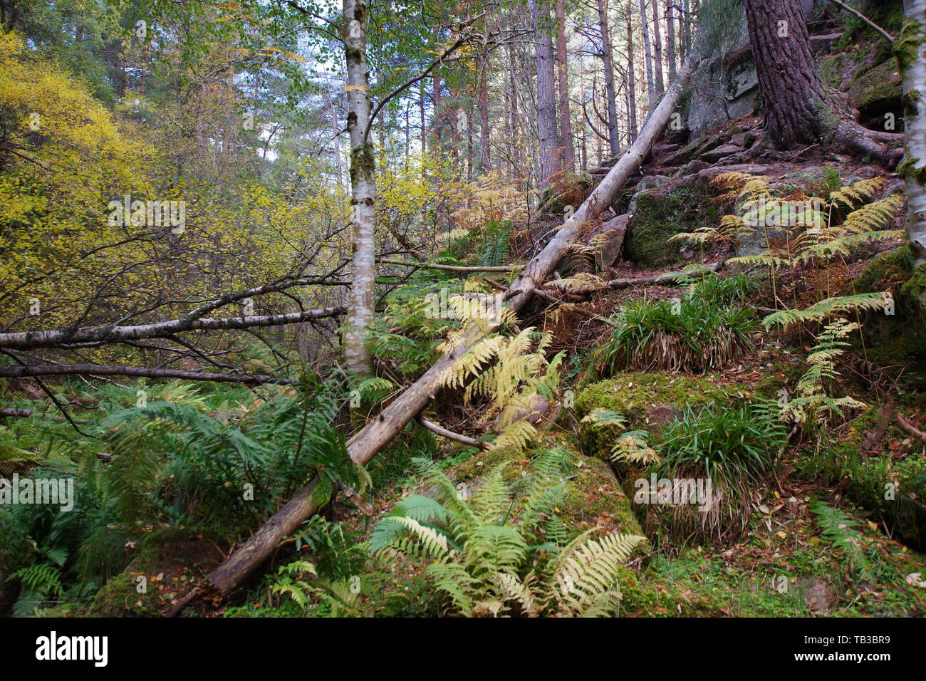 Temperate woodland uk ferns hi-res stock photography and images - Alamy