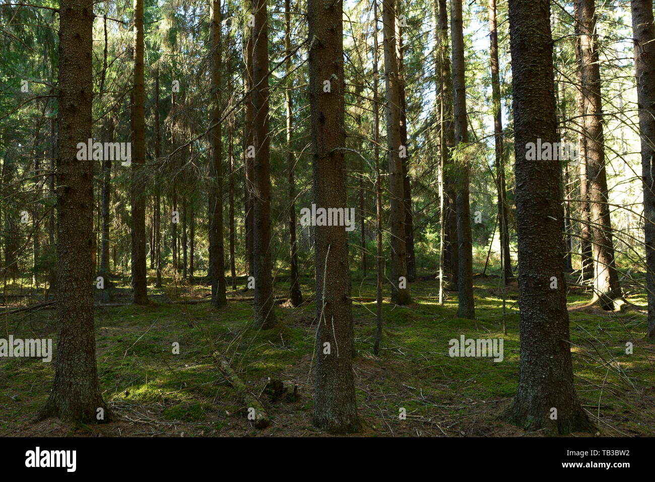 dreamlike beauty nature of forest rows of trunks of spruce trees in the ...