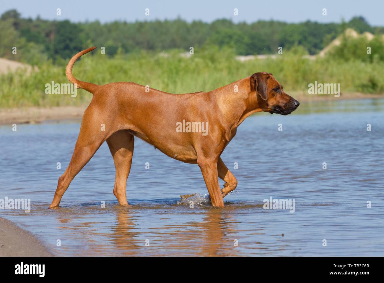 Sun bathing sea lion hi-res stock photography and images - Alamy