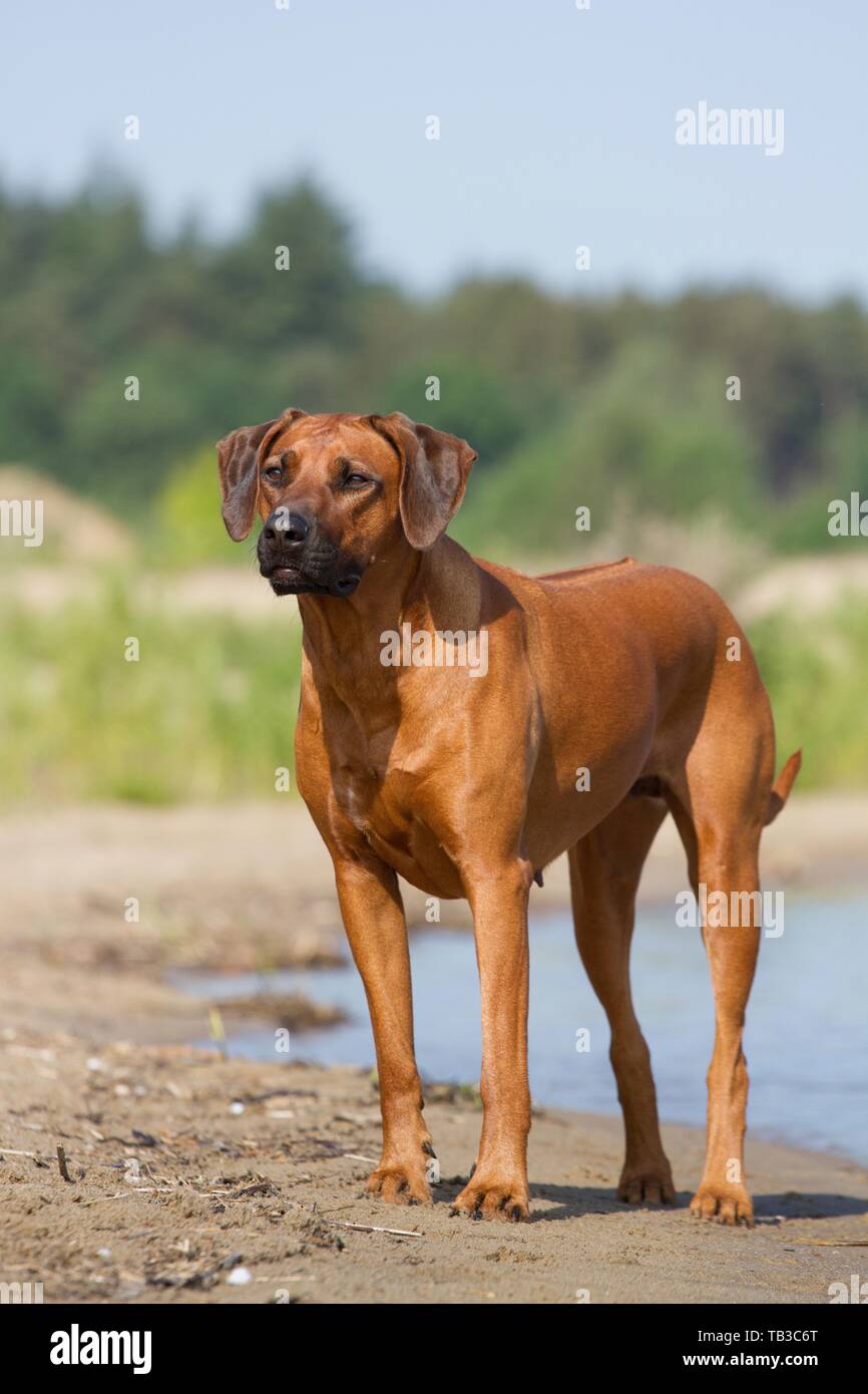 Rhodesian High Resolution Stock Photography and Images - Alamy