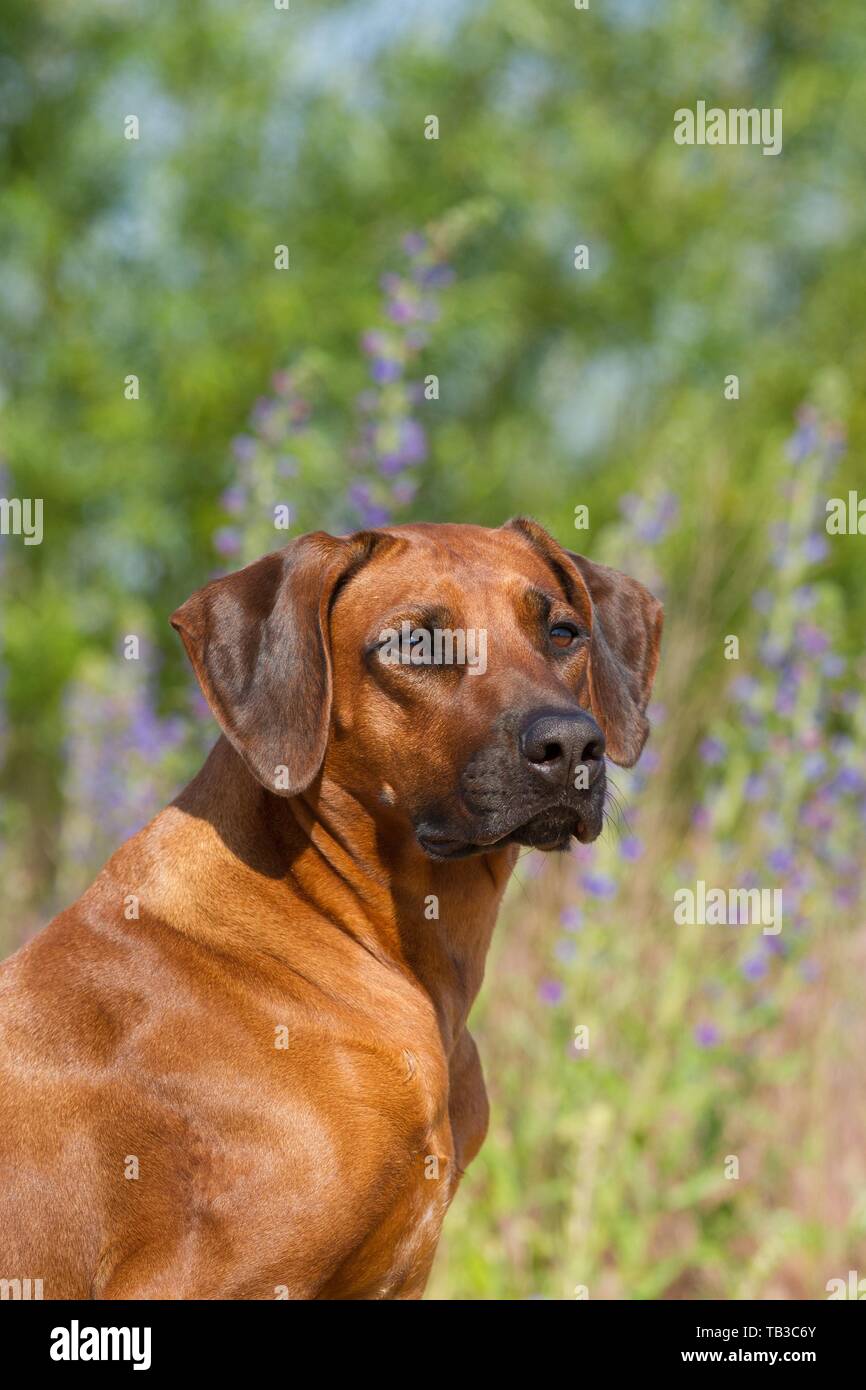 Rhodesian Ridgeback Portrait Stock Photo - Alamy