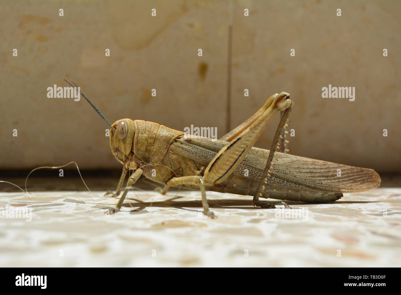 Feeler eye hi-res stock photography and images - Alamy