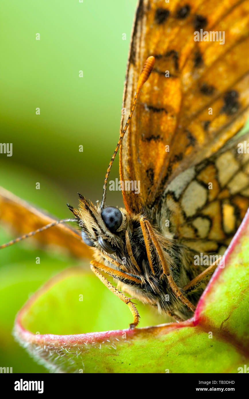 Night butterfly insect close up hi-res stock photography and images - Alamy