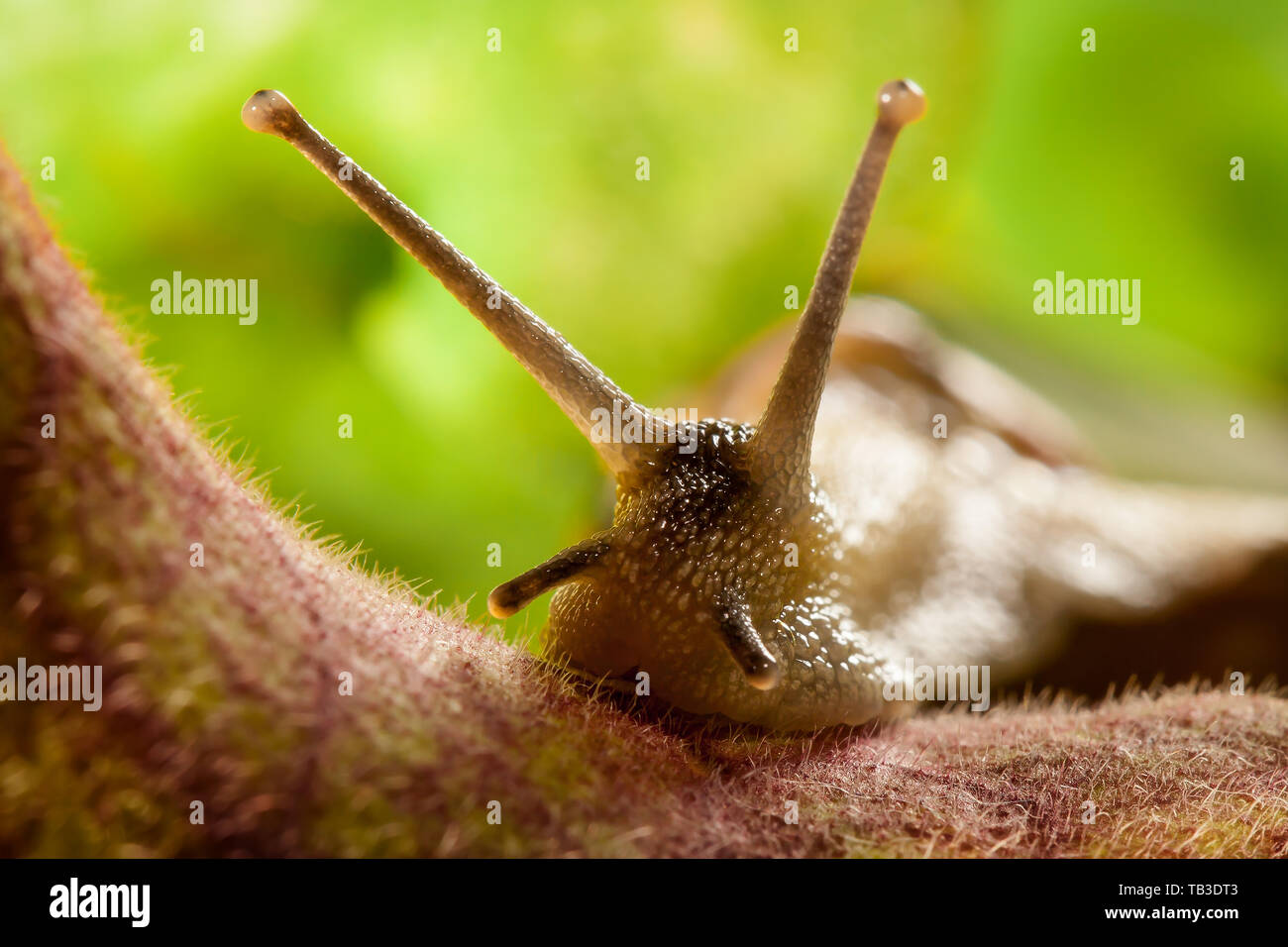 Roman snail with big antennas, in the blurry, green background Stock ...