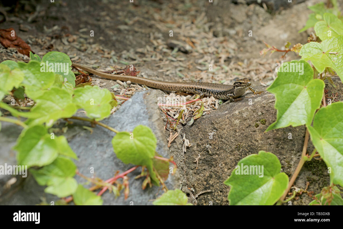 Lizard in the sun in Australia Stock Photo - Alamy