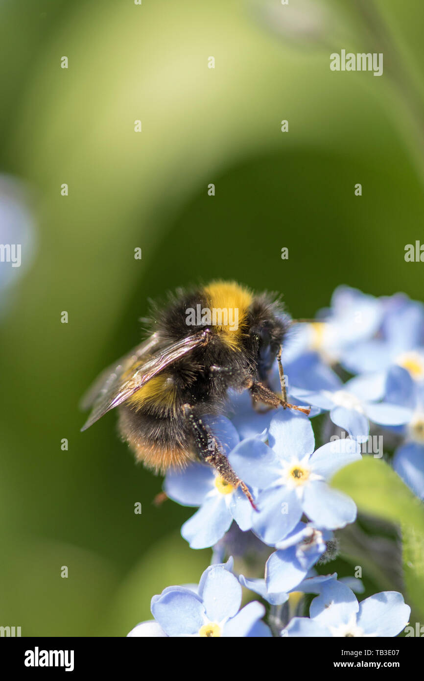 Bumble Bee on Forget-me-Not flowers, England, UK Stock Photo - Alamy