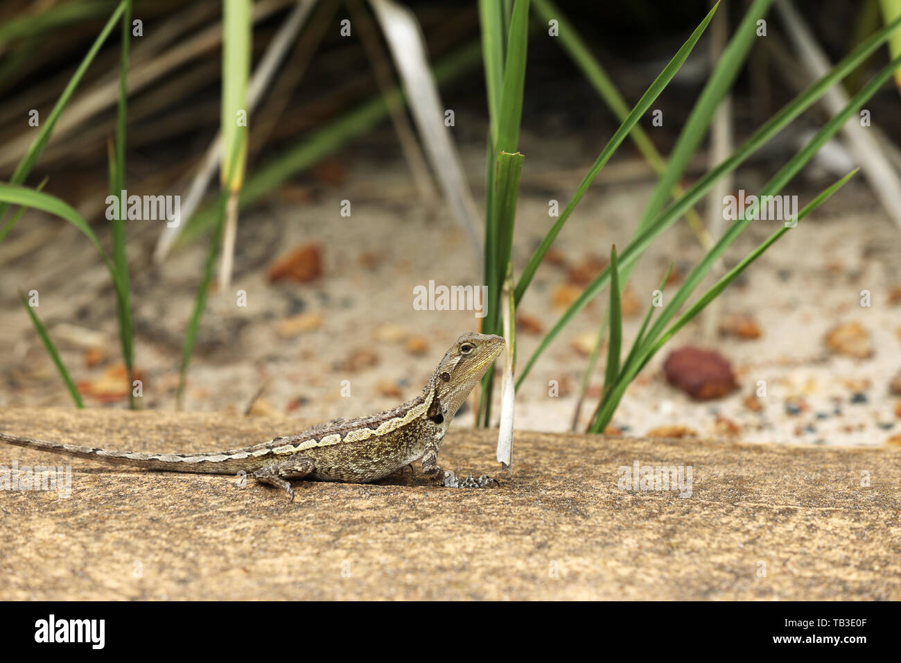 Lizard in the sun in Australia Stock Photo - Alamy