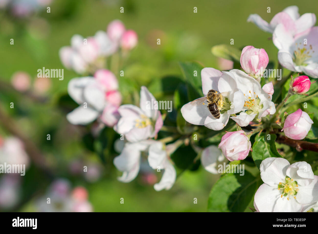 Honey bee pollinating apple blossom. The Apple tree blooms. Spring ...