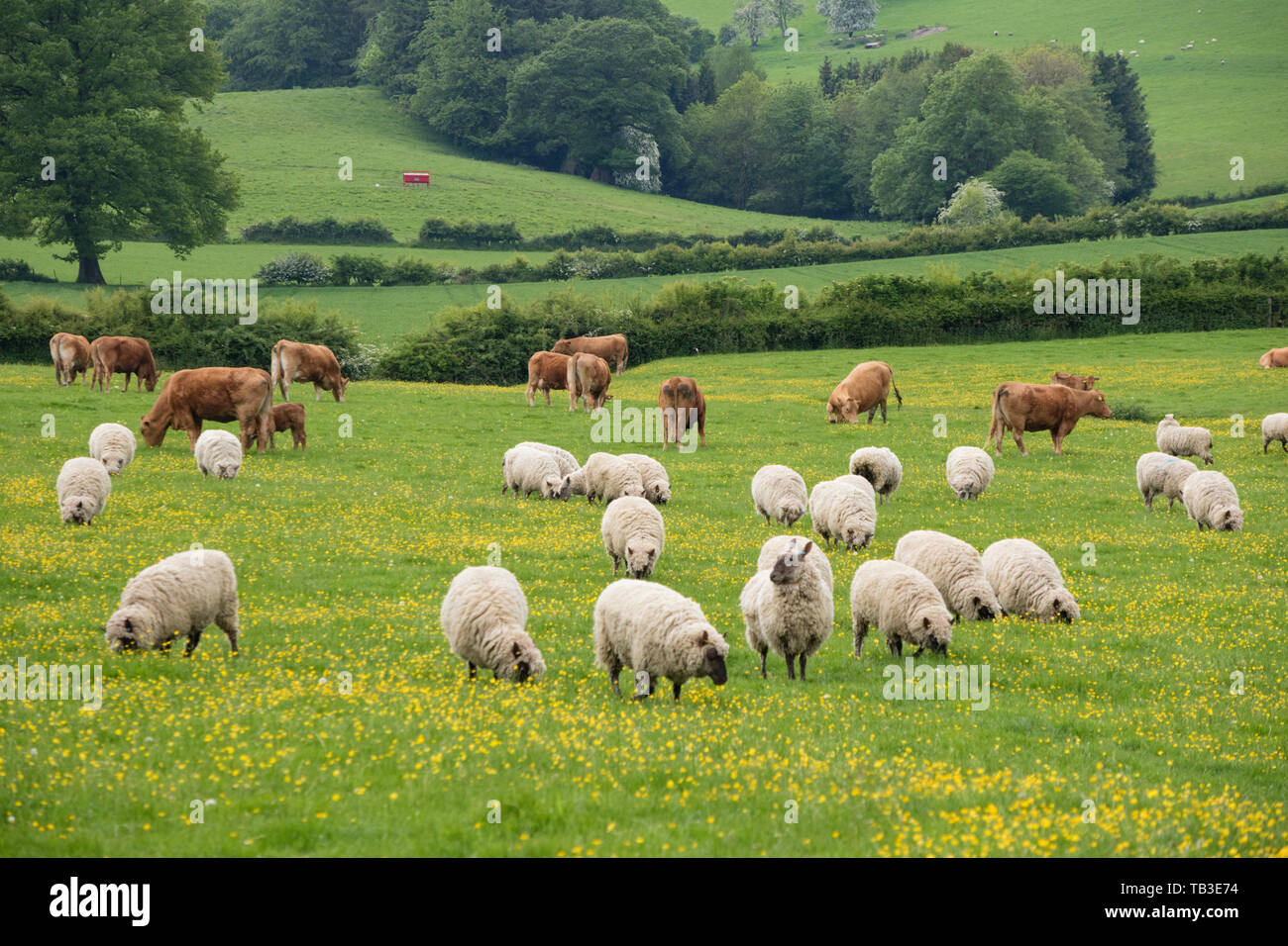 Cattle and sheep grazing in a Shropshire field, England, UK Stock Photo - Alamy