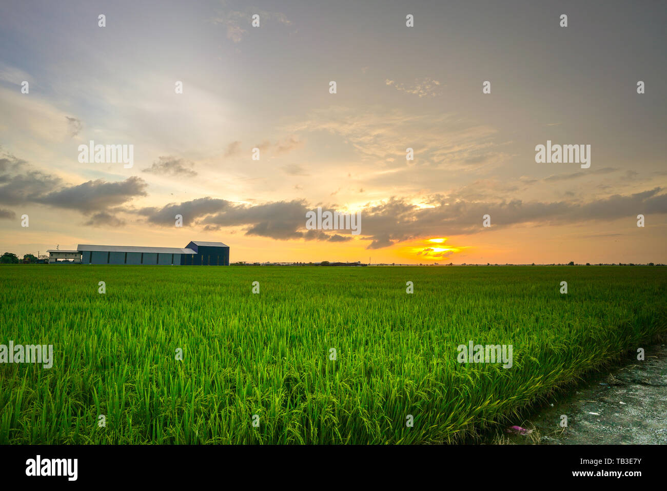 Landscape of green rice paddy field during sunset. Agriculture or ...