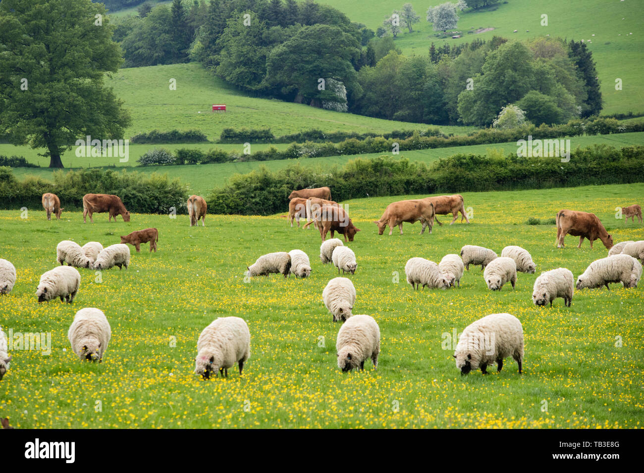 Uk landscape with cattle and sheep hi-res stock photography and images ...
