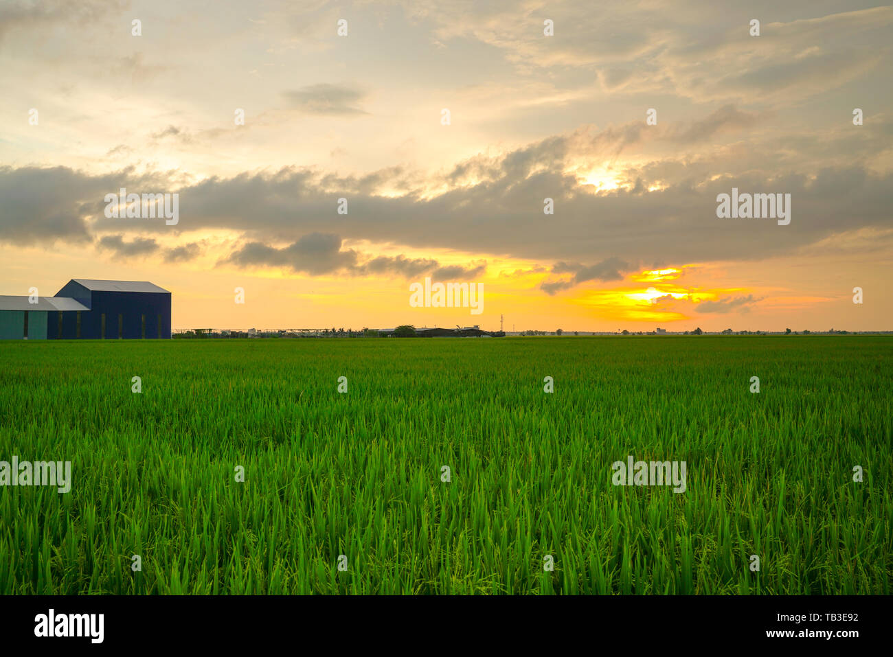 Landscape of green rice paddy field during sunset. Agriculture or ...