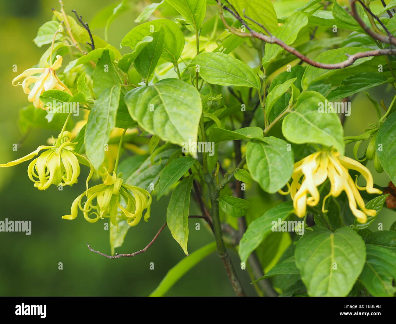 Cananga Odorata Flower
