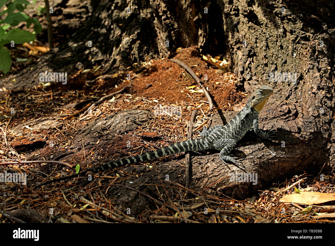 Australian rainforest creeper hi-res stock photography and images - Alamy
