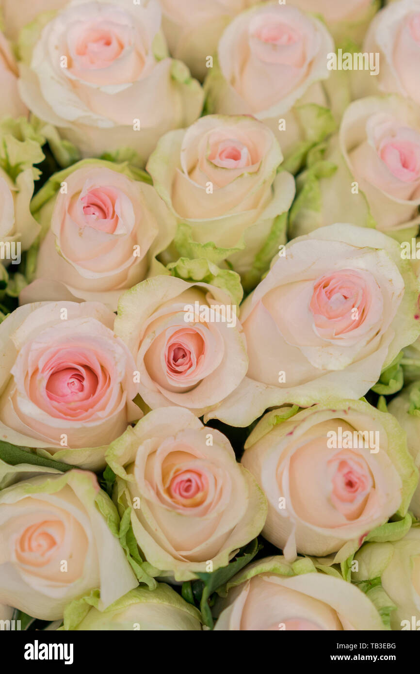 Beige roses background. White roses horizontal seamless pattern. White ...