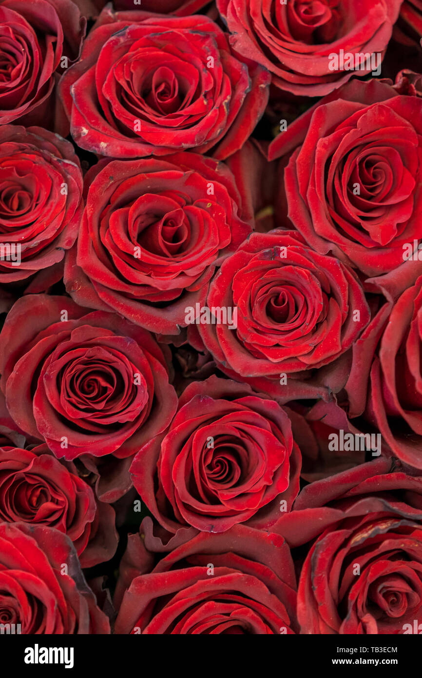 Red roses background. Fresh red and burgundy roses. Red rose buds ...