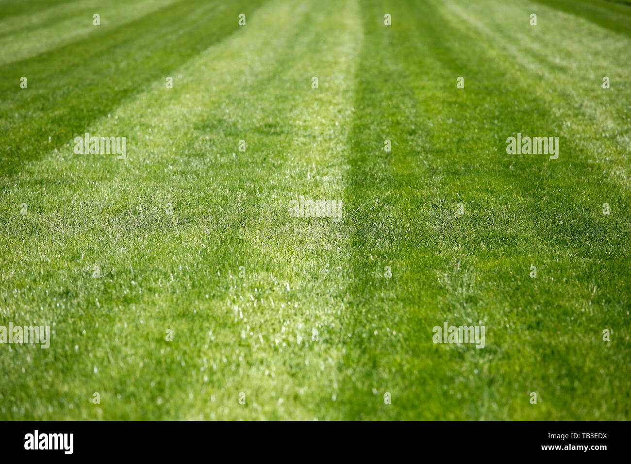 21.05.2018, Hannover, Lower Saxony, Germany - Lawn run of a racecourse ...