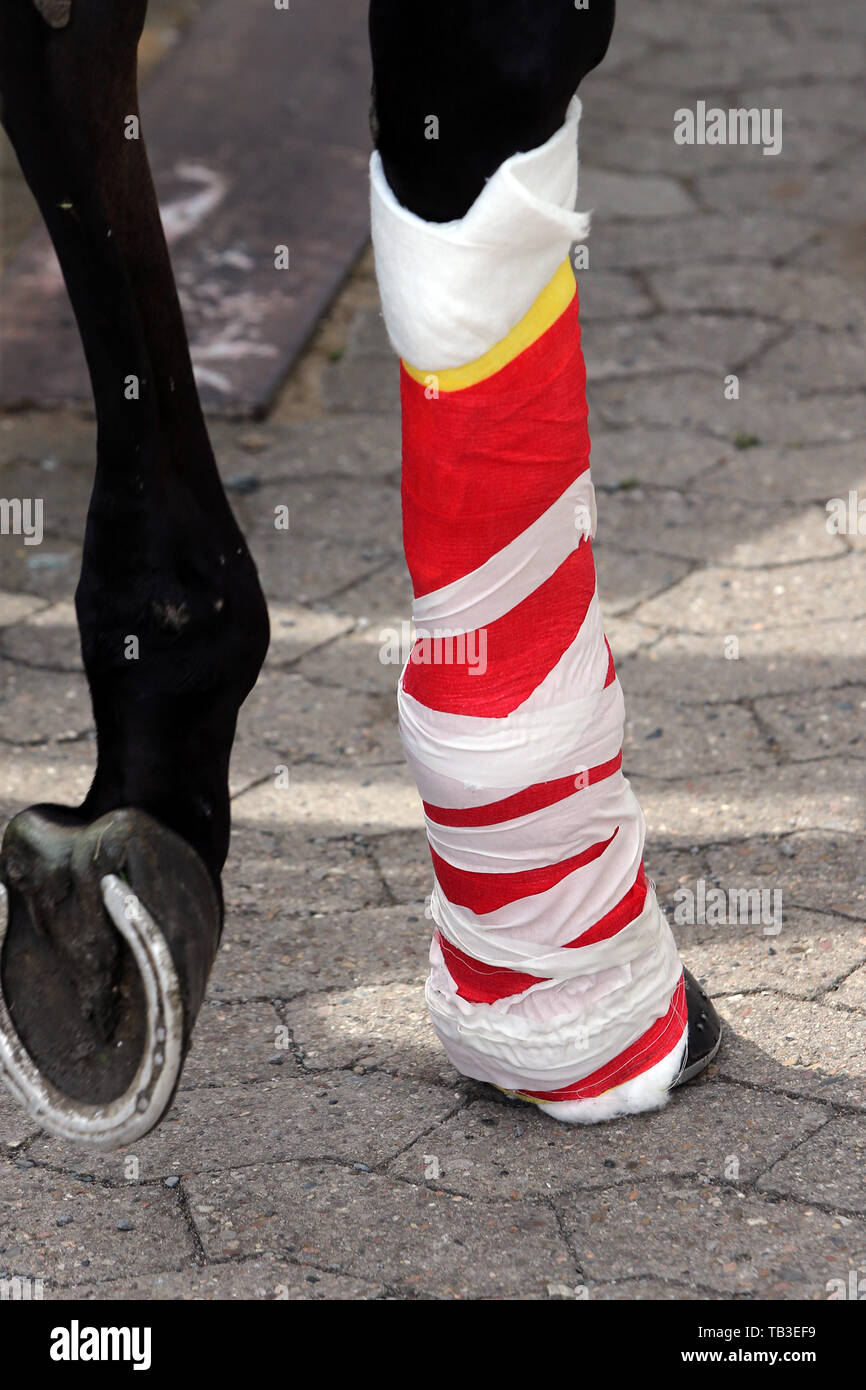 Tendon injury horse hi-res stock photography and images - Alamy