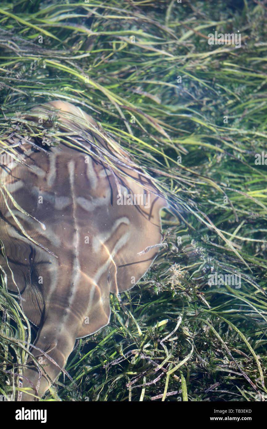 Stingray in the sea in Australia Stock Photo - Alamy