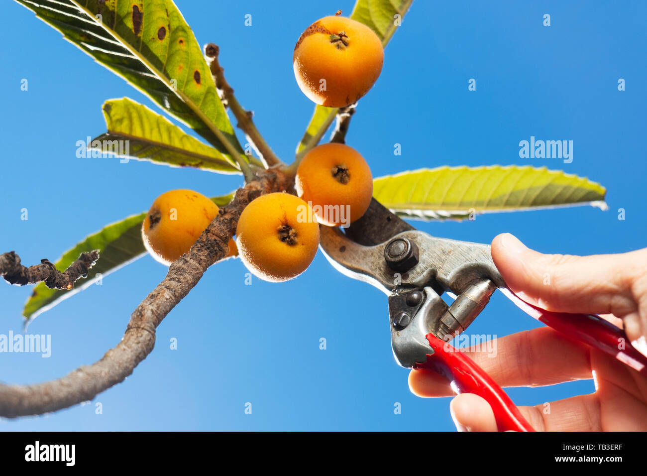 Loquat tree hi-res stock photography and images - Alamy