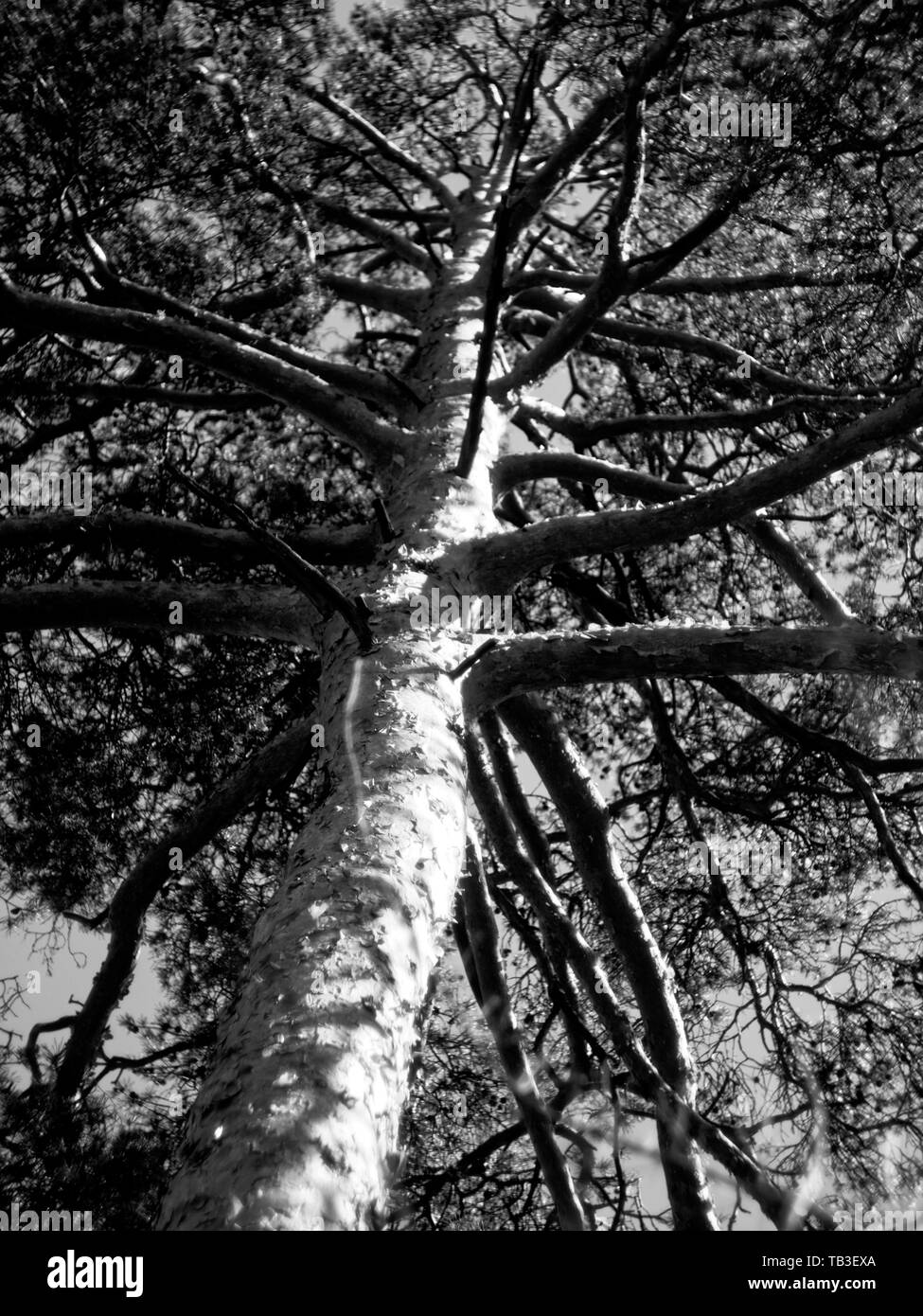 Spring clouds blue sky Black and White Stock Photos & Images - Alamy