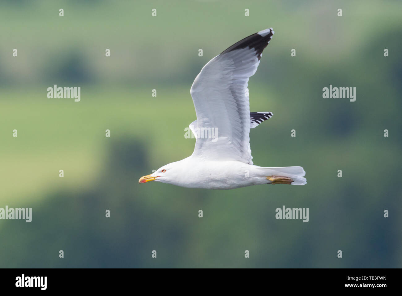 natural yellow-legged gull (larus michahellis) flying, green background ...