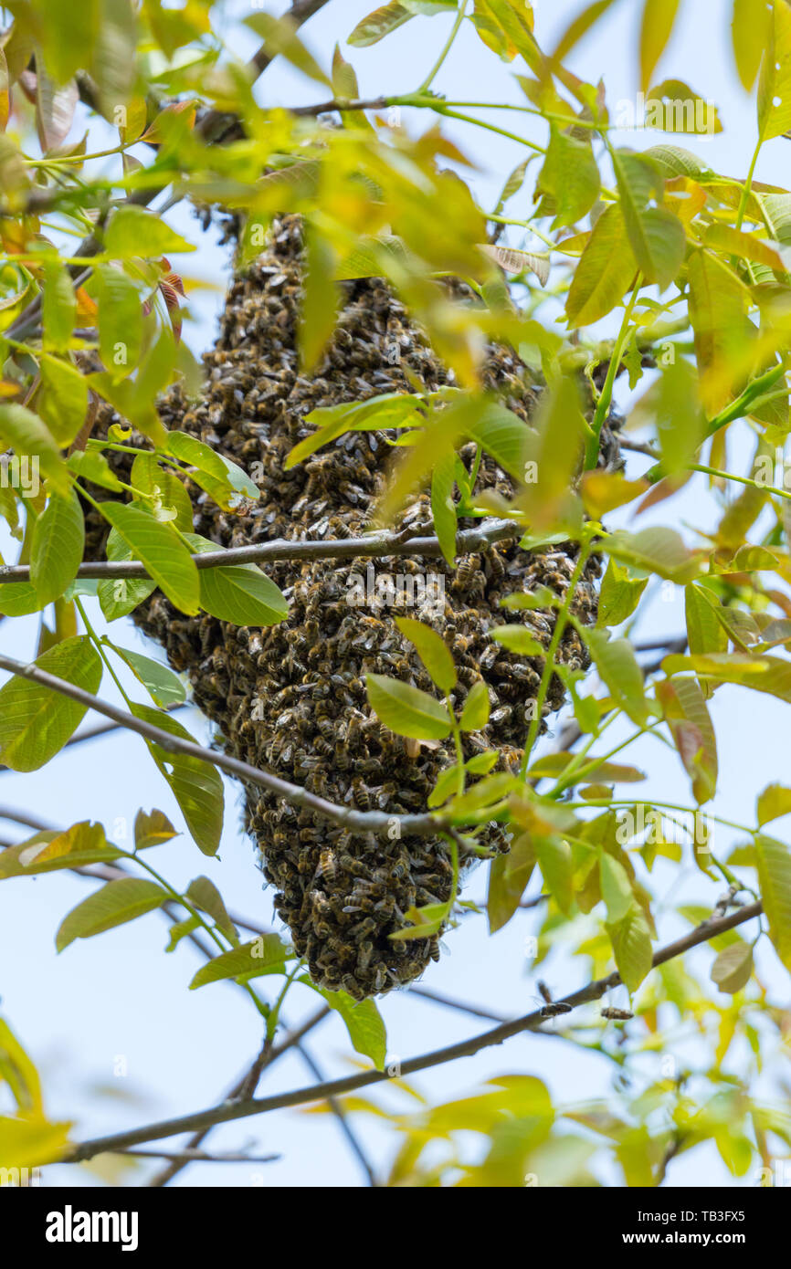 natural honey bee swarm in a tree Stock Photo - Alamy